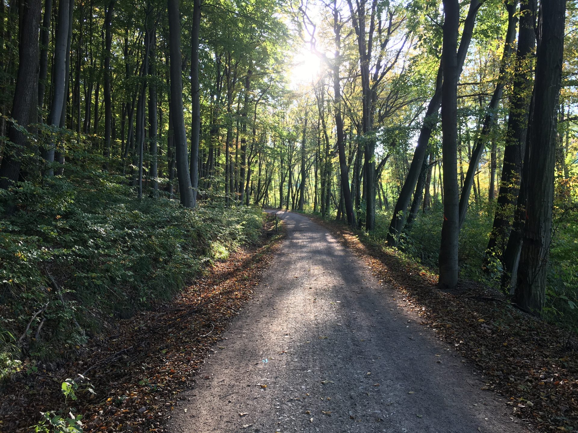 Wiener Stadtoase: Wienerwald - Energieleben