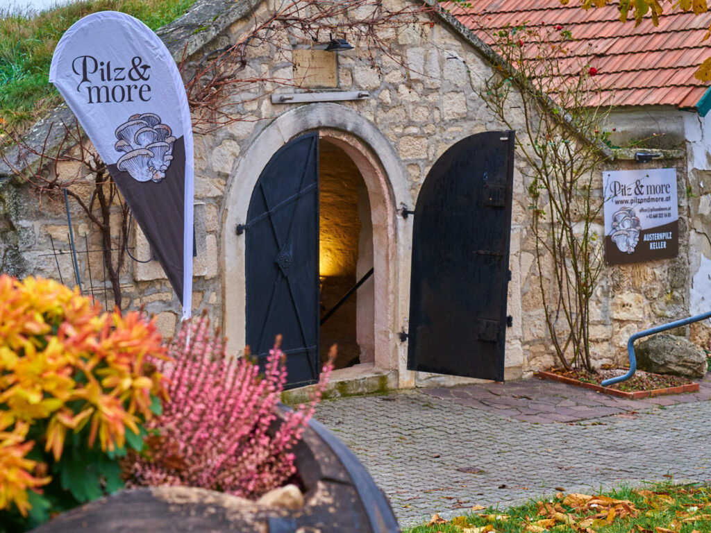 Pilze & ihre Vielseitigkeit in der Küche - Energieleben