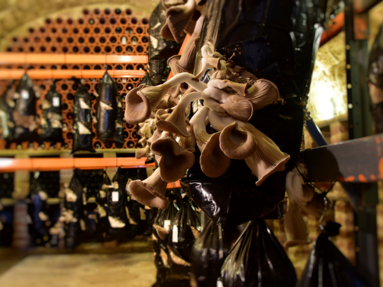 Pilze & ihre Vielseitigkeit in der Küche - Energieleben